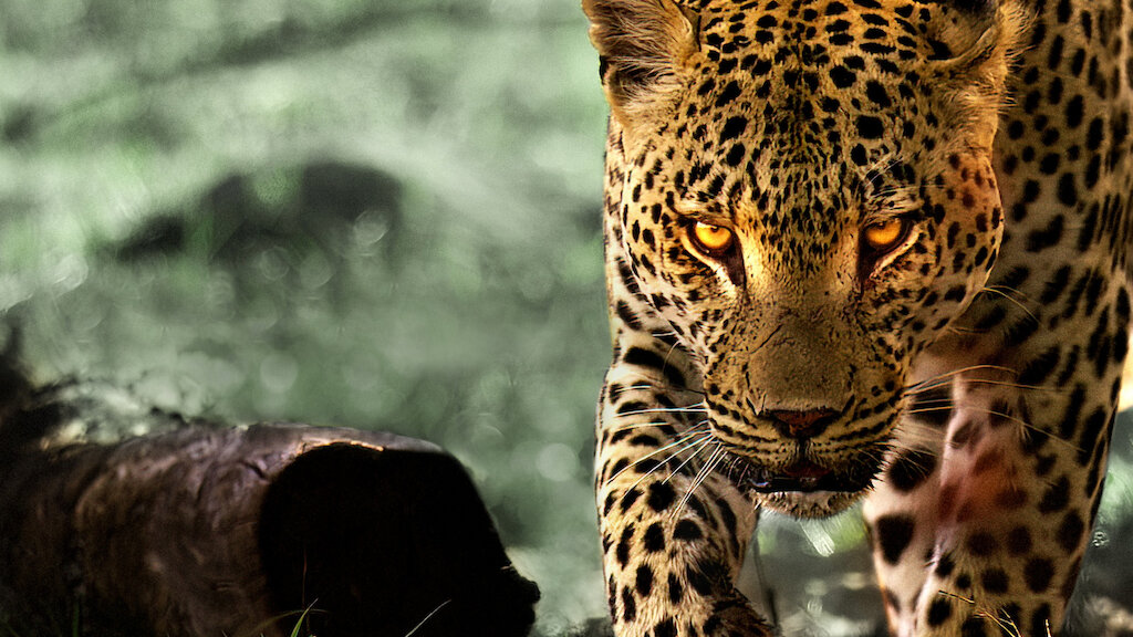 Watch Living with Leopards | Netflix Official Site