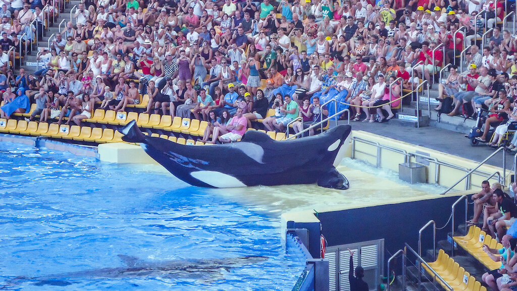 Watch Blackfish | Netflix