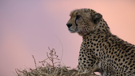 Watch Predators | Netflix Official Site