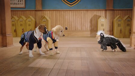 Pup Academy | Netflix Official Site