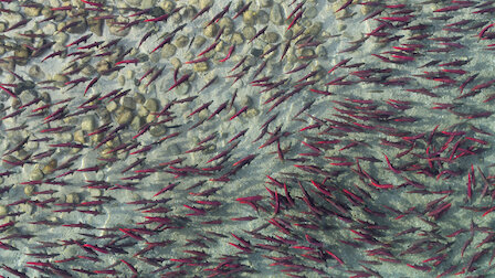 Watch Our Planet | Netflix Official Site