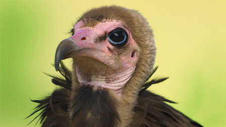 Watch Animal | Netflix Official Site