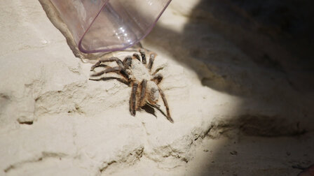 Watch You vs. Wild | Netflix Official Site