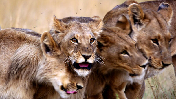 Watch Our Living World | Netflix Official Site