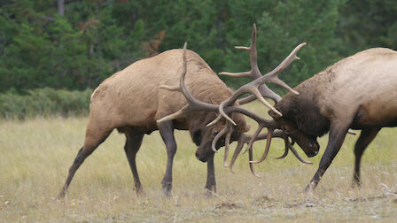 Watch Secret World of Sound with David Attenborough | Netflix Official Site