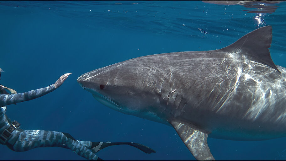Watch Shark Whisperer | Netflix Official Site