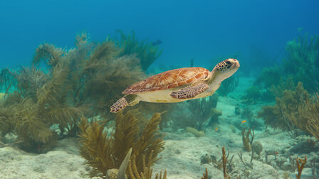 Watch Our Oceans | Netflix Official Site