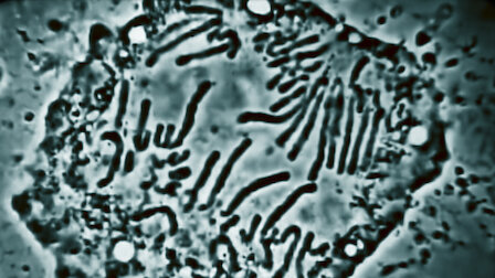 Watch History 101 | Netflix Official Site