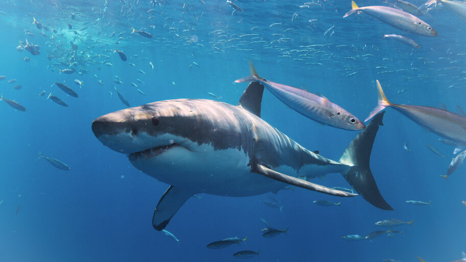 Watch All the Sharks | Netflix Official Site