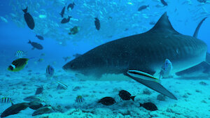 Watch All the Sharks | Netflix Official Site