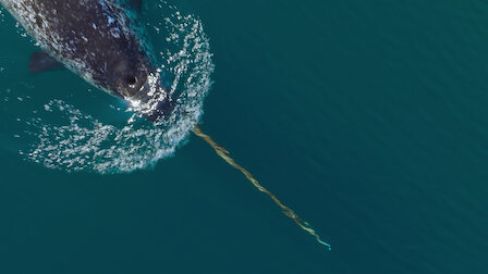 Watch Nossos Oceanos | Netflix Official Site