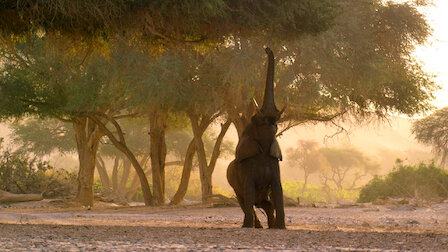 Watch Our Planet | Netflix Official Site