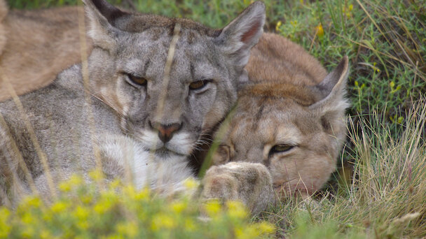 Watch Our Planet | Netflix Official Site