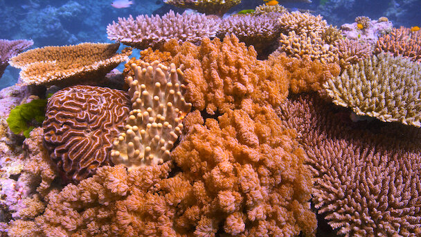 Watch Chasing Coral | Netflix Official Site