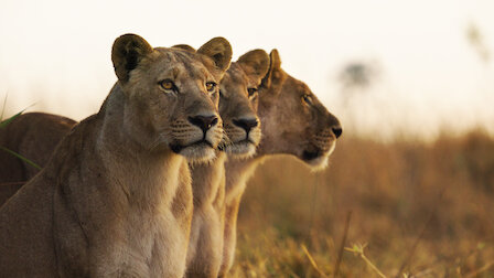 Watch Predators | Netflix Official Site