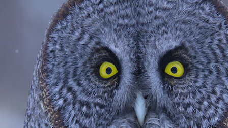 Watch Secret World of Sound with David Attenborough | Netflix Official Site