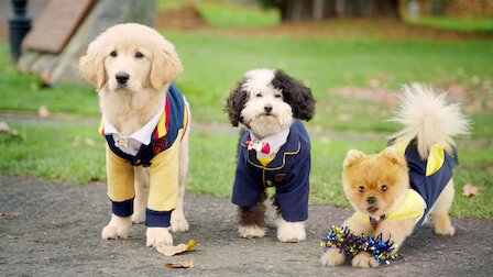 Pup Academy | Netflix Official Site