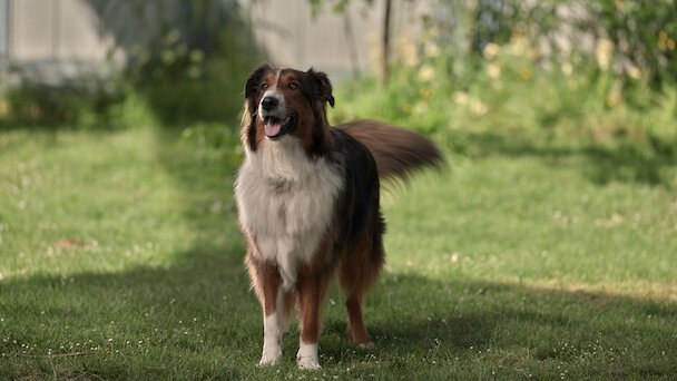 Watch Rescued by Ruby | Netflix Official Site