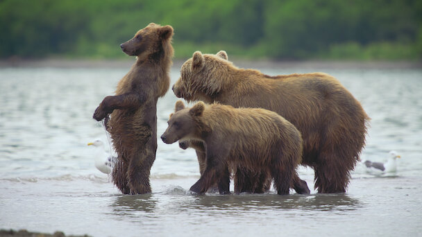 Watch Animal | Netflix Official Site