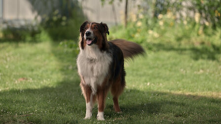 Watch Rescued by Ruby | Netflix Official Site