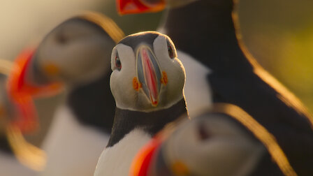 Watch Our Oceans | Netflix Official Site