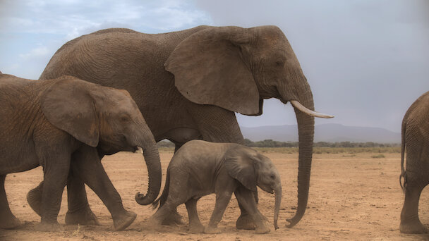 Watch Secret World of Sound with David Attenborough | Netflix Official Site