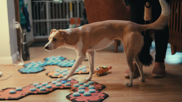 Watch Inside the Mind of a Dog | Netflix Official Site