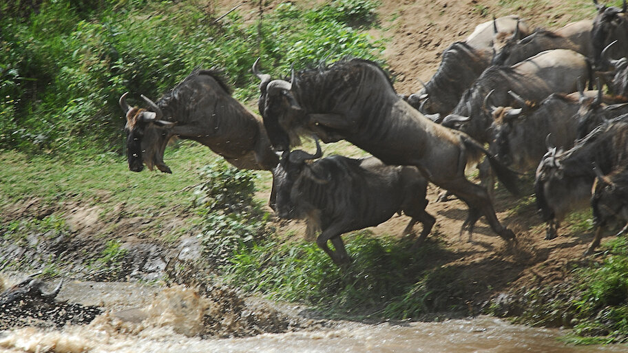 Watch The Wildebeest Migration | Netflix
