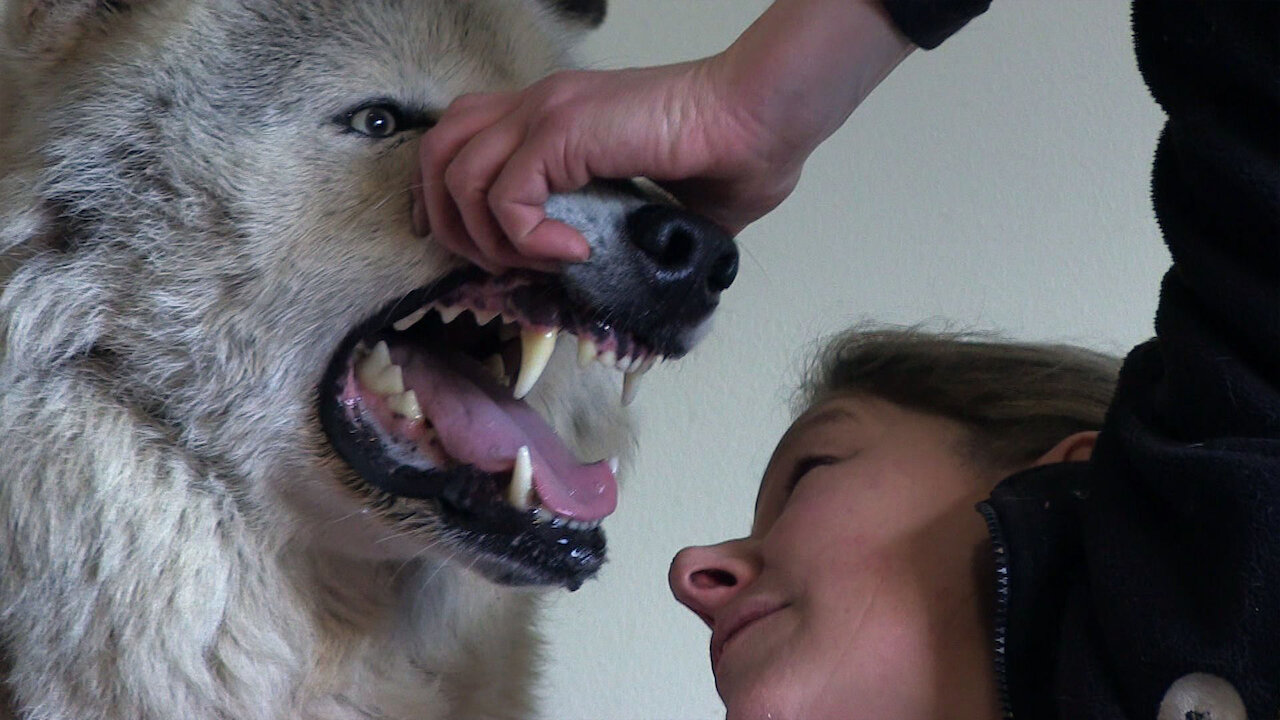 Watch Peculiar Pets | Netflix