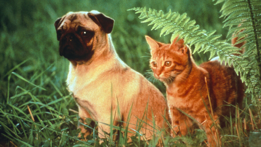 Watch The Adventures of Milo and Otis | Netflix