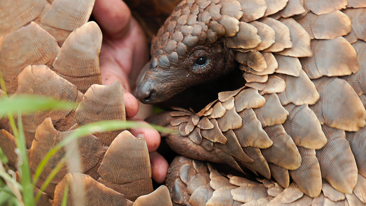 Watch Pangolin: Kulu’s Journey | Netflix Official Site
