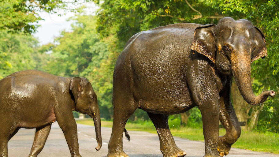 Watch Lands of the Monsoon | Netflix
