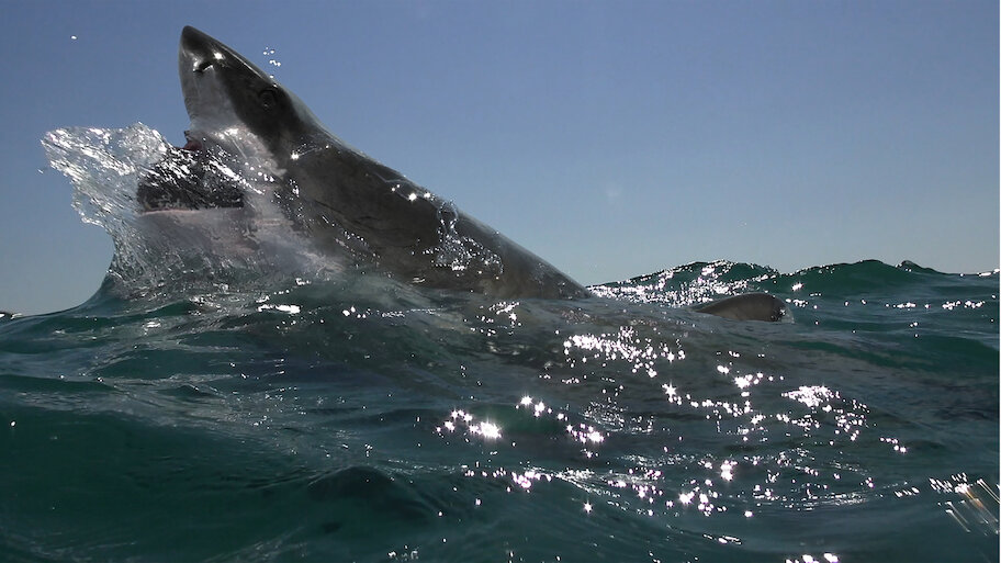 Watch Open Water 3: Cage Dive | Netflix