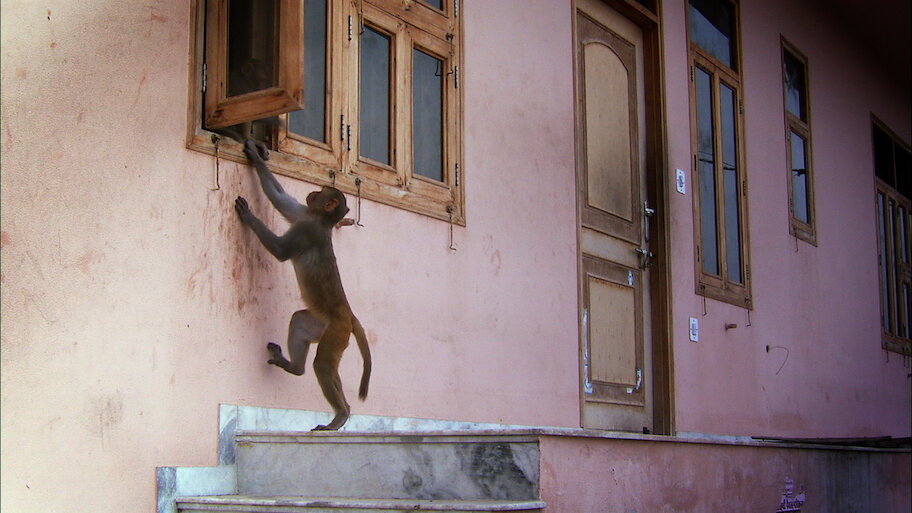 Watch Monkey Thieves | Netflix