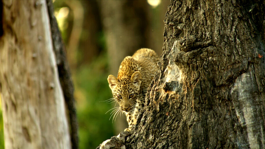 Watch Trees of Life | Netflix