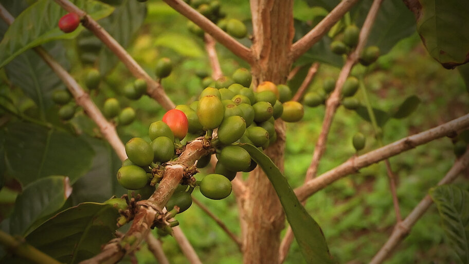Story of…Coffee | Netflix