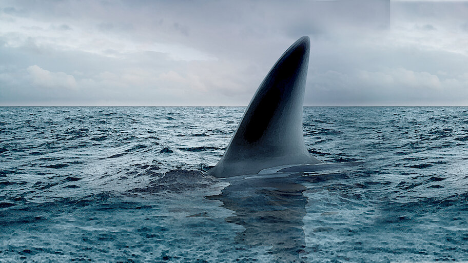 Watch Shark Week | Netflix