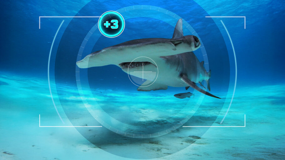 Watch All the Sharks | Netflix Official Site