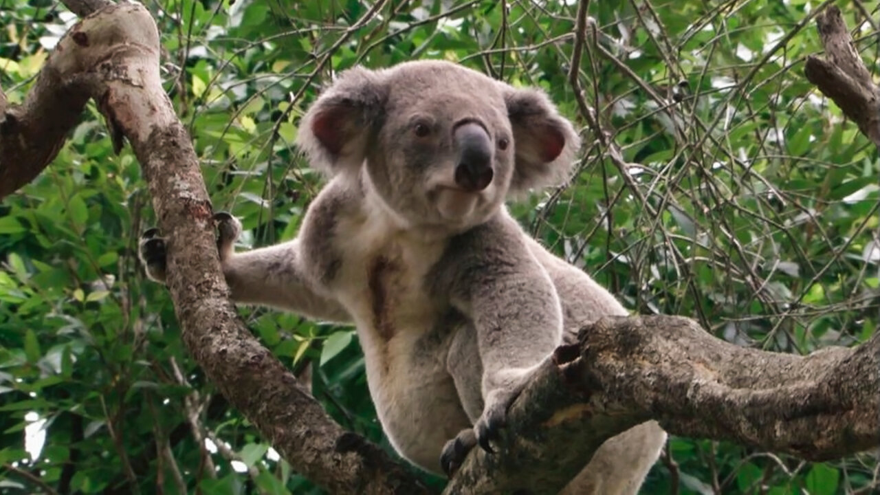Watch Nature: Cracking the Koala Code | Netflix