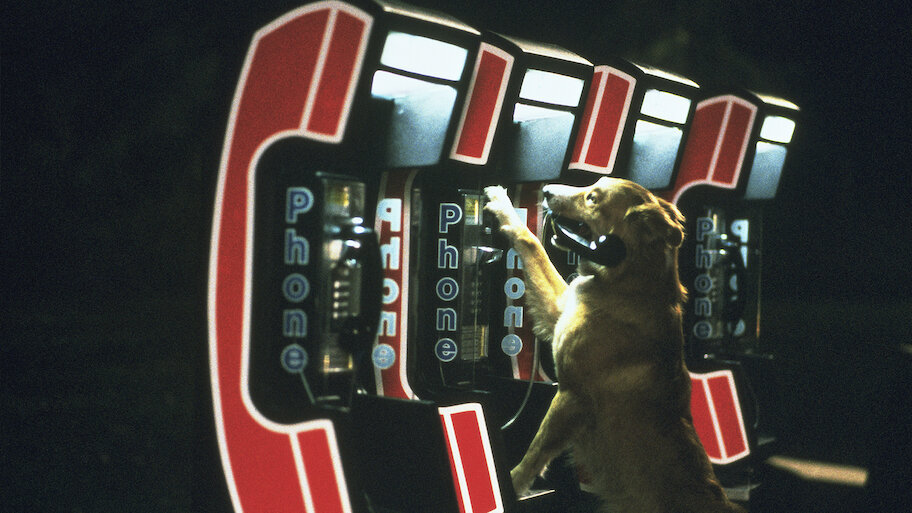 Watch Bingo | Netflix