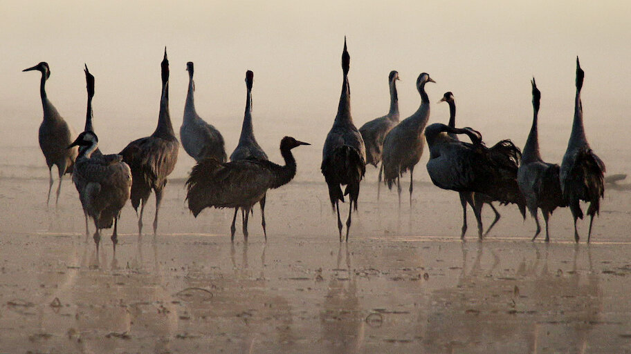 Watch Wild Germany – Exploring Lusatia | Netflix