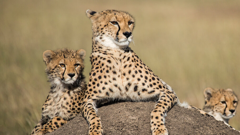 Watch The Hunt | Netflix