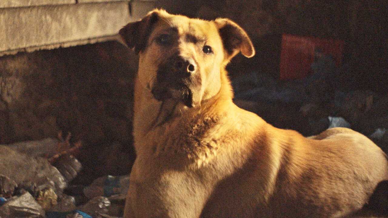 Watch Stray | Netflix