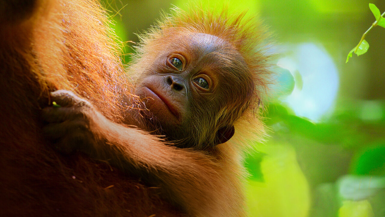 Watch ชีวิตลับอุรังอุตัง | Netflix Official Site