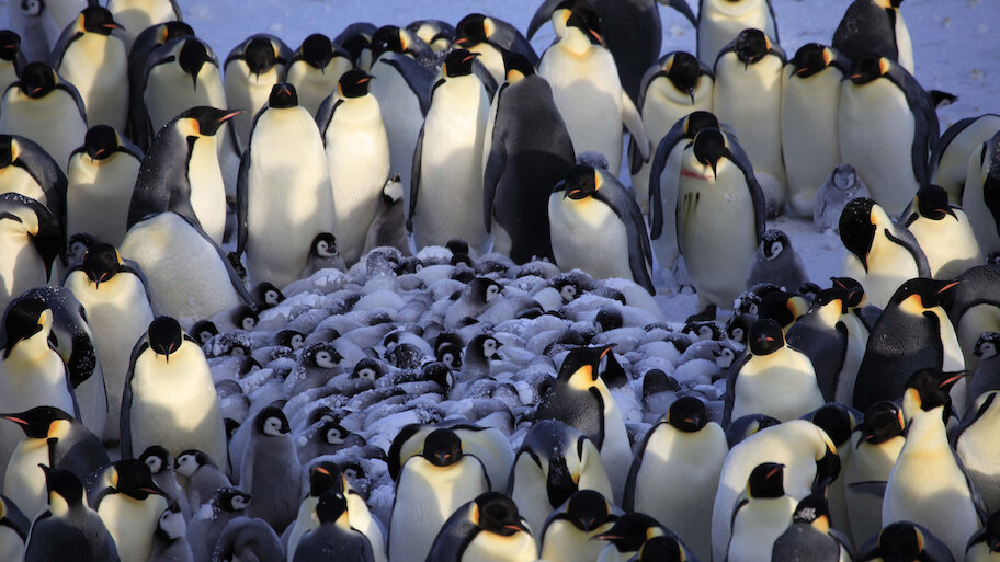 Watch Penguins: Spy in the Huddle | Netflix