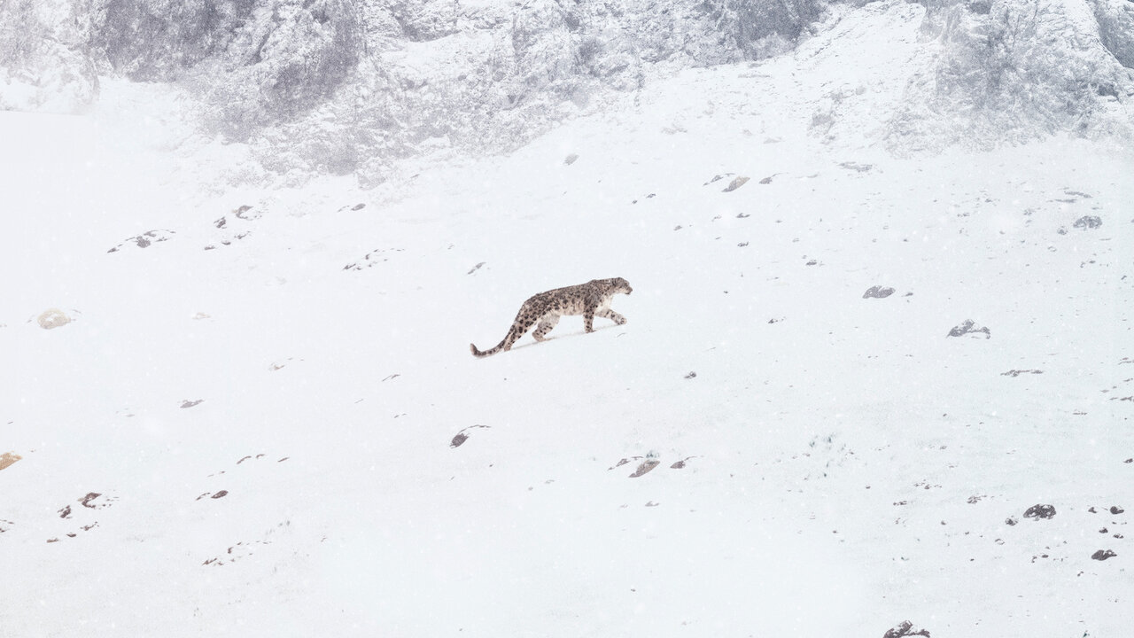 The Velvet Queen | Netflix