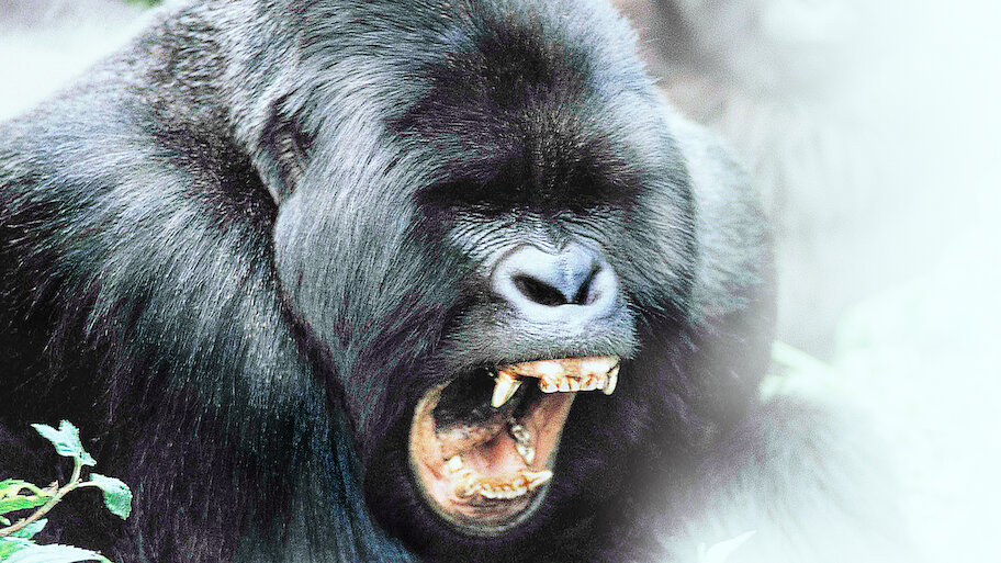 Animal Face-off | Netflix