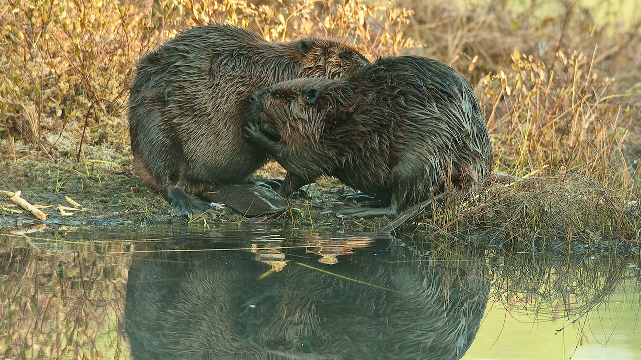 Watch Nature: Leave It to Beavers | Netflix