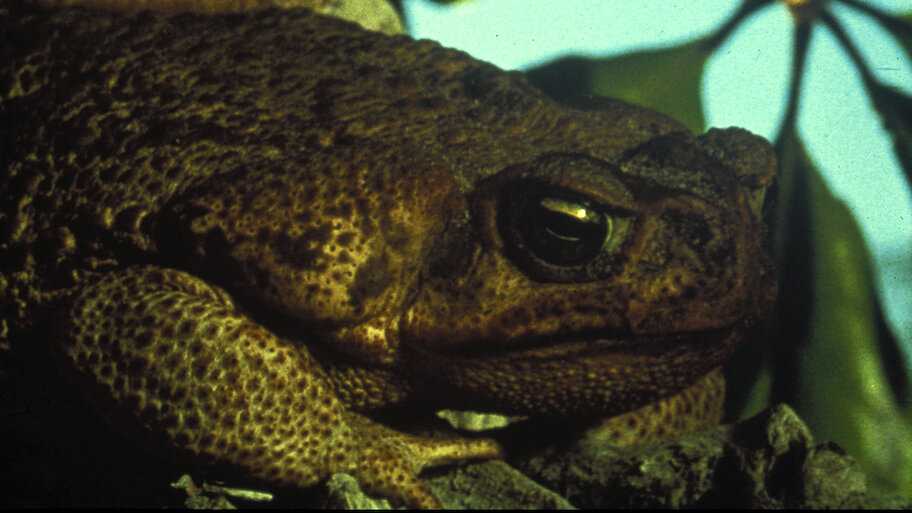 Watch Frogs | Netflix