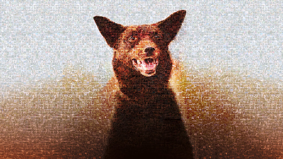 Watch Koko: A Red Dog Story | Netflix